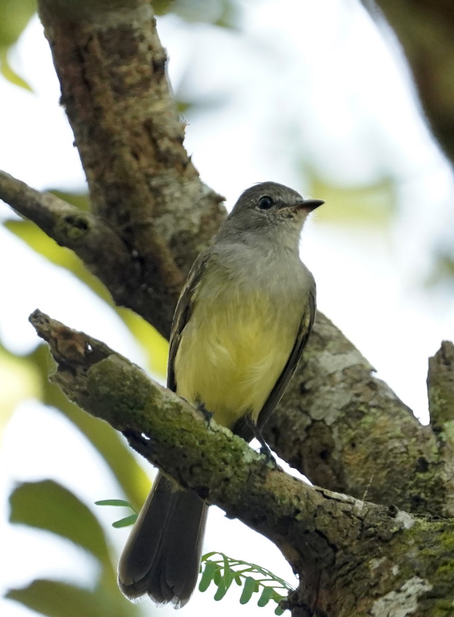 Northern Scrub-Flycatcher - Sublegatus arenarum - Media Search ...