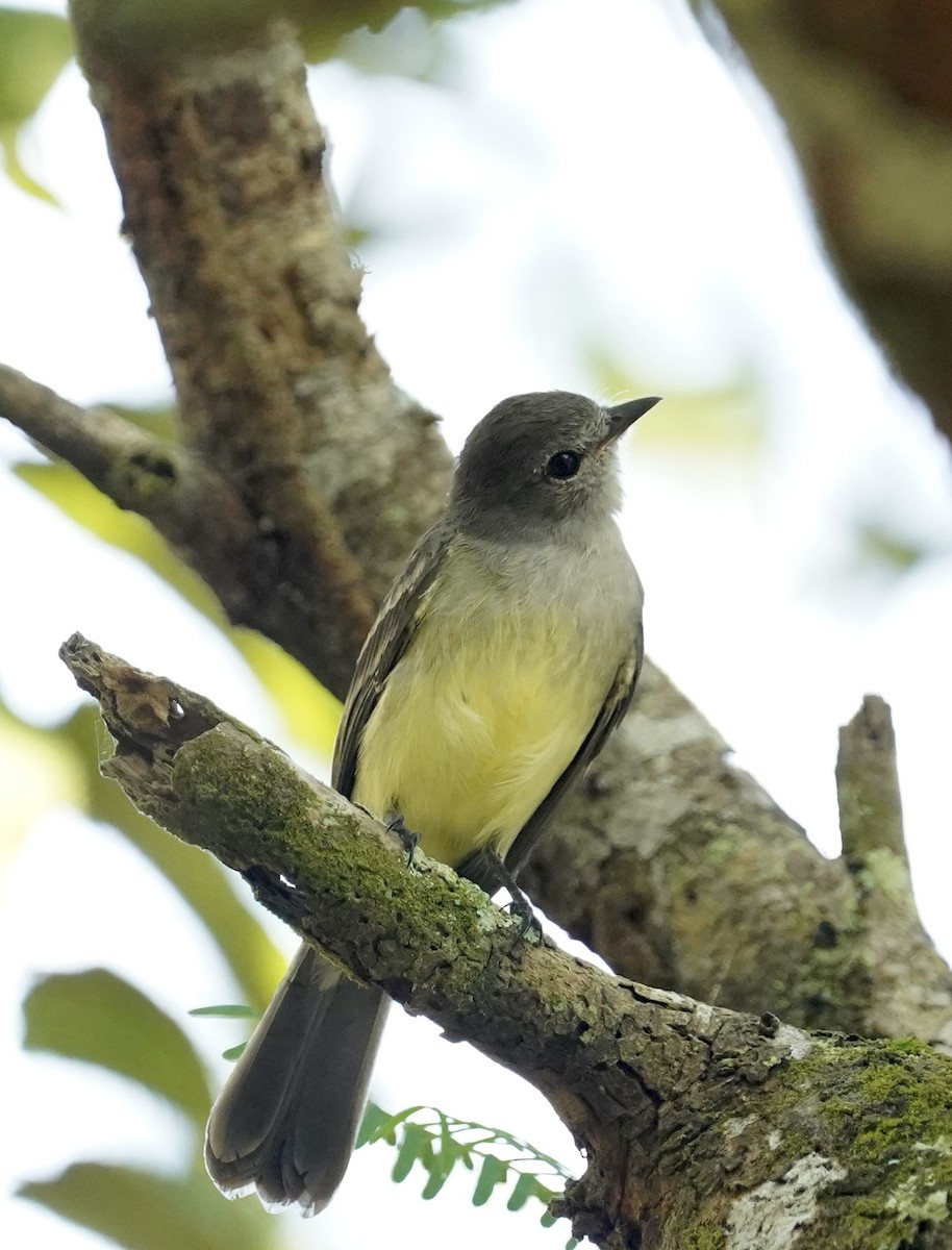 Northern Scrub-Flycatcher - Sublegatus arenarum - Media Search ...