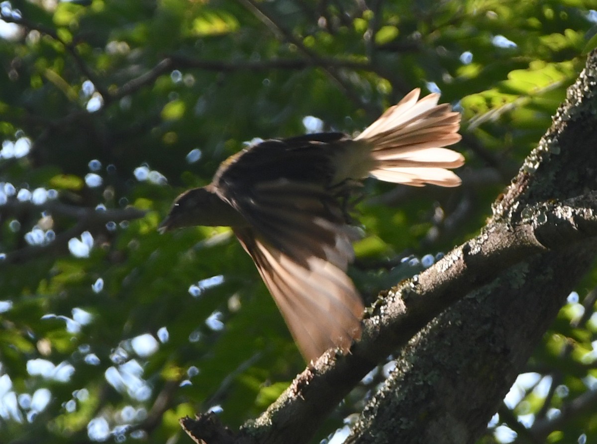 ML399995321 - Greater Honeyguide - Macaulay Library