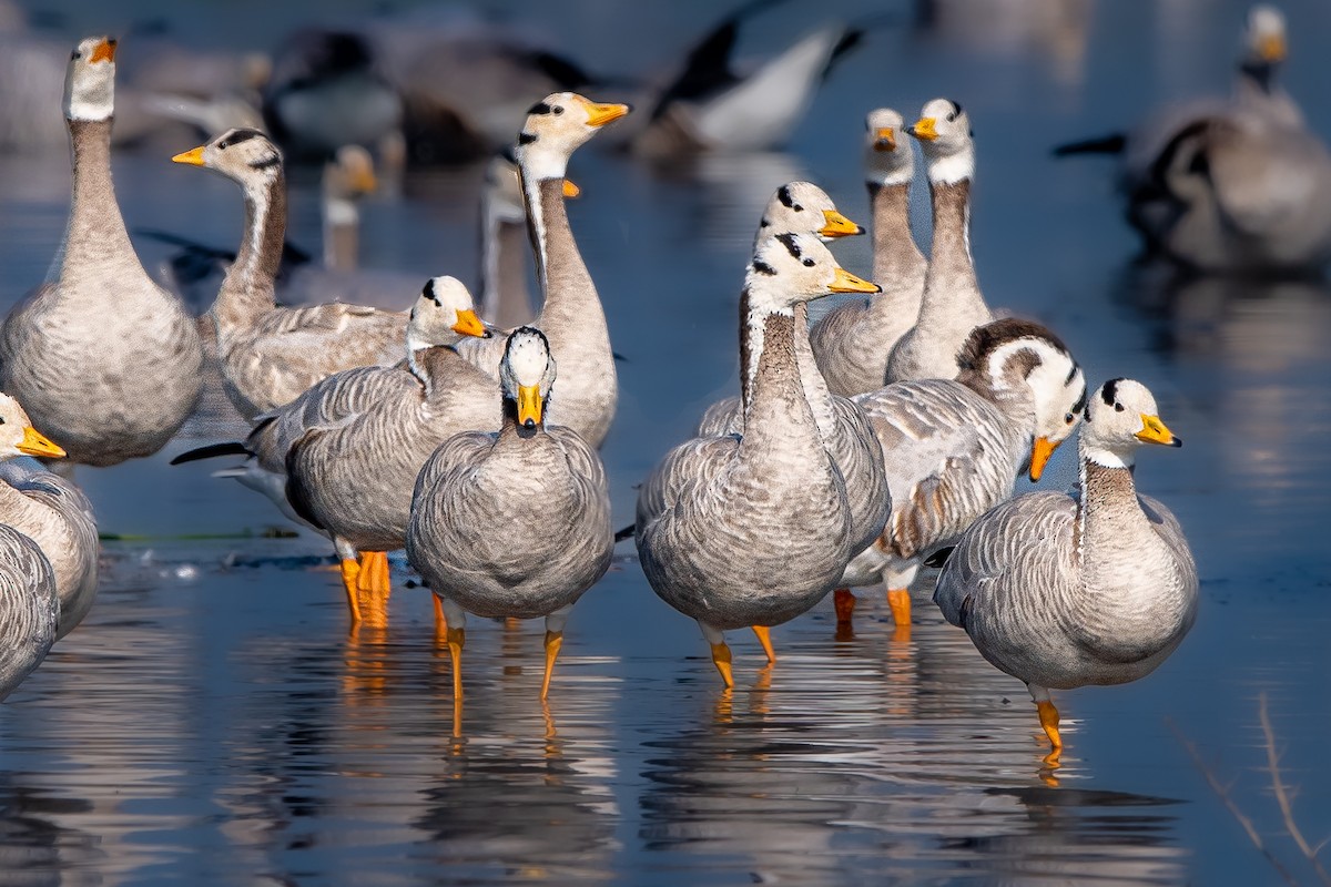 ML400722671 - Bar-headed Goose - Macaulay Library