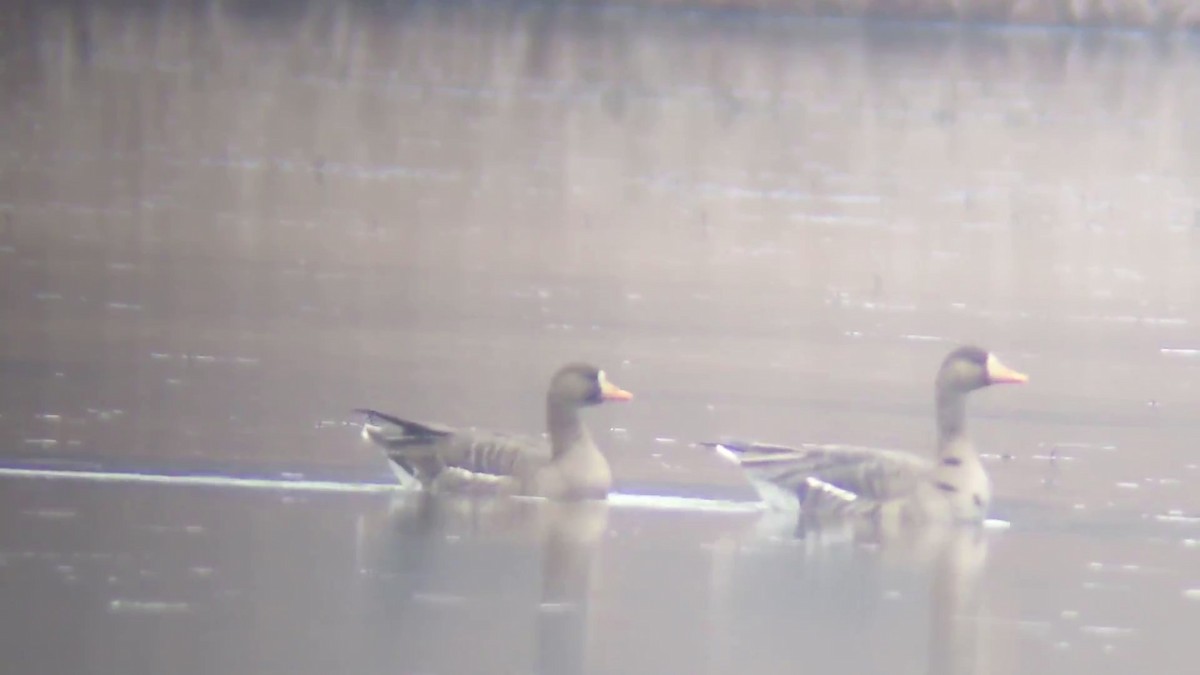 eBird Checklist - 31 Dec 2021 - Lower Lake (Lily Lake), Yaphank - 4 species