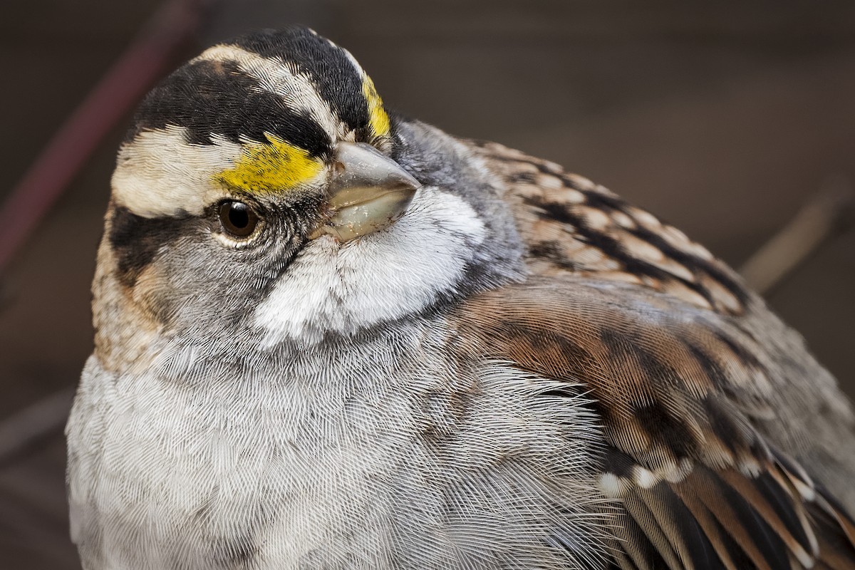 ML401041181 - White-throated Sparrow - Macaulay Library