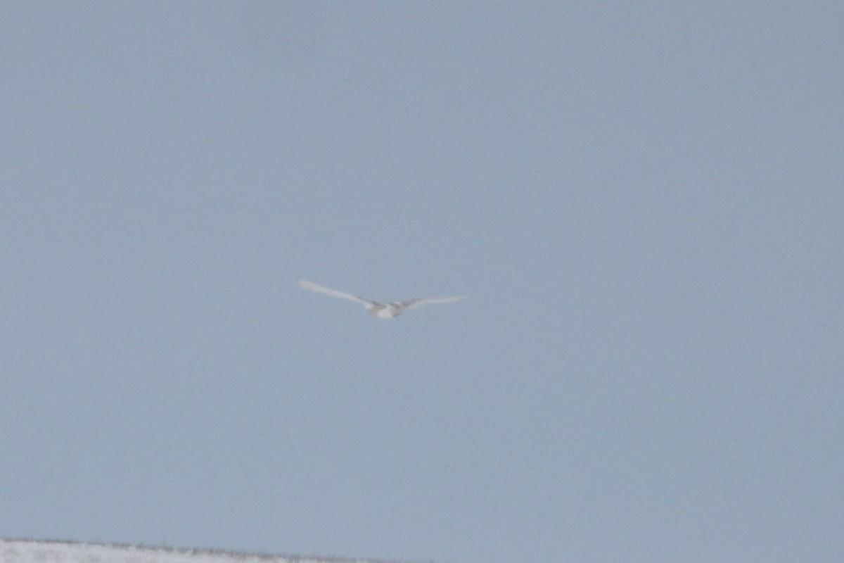 eBird Checklist - 1 Jan 2022 - Spokane (General Area) - 1 species