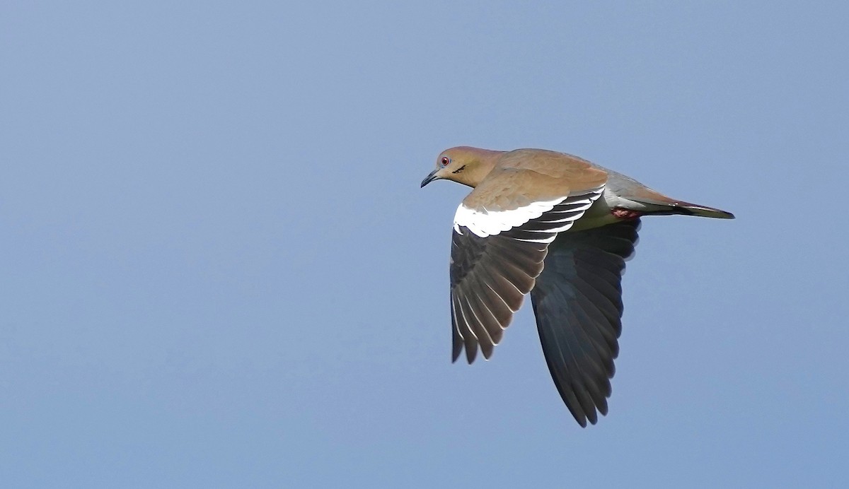 ML401453601 - White-winged Dove - Macaulay Library