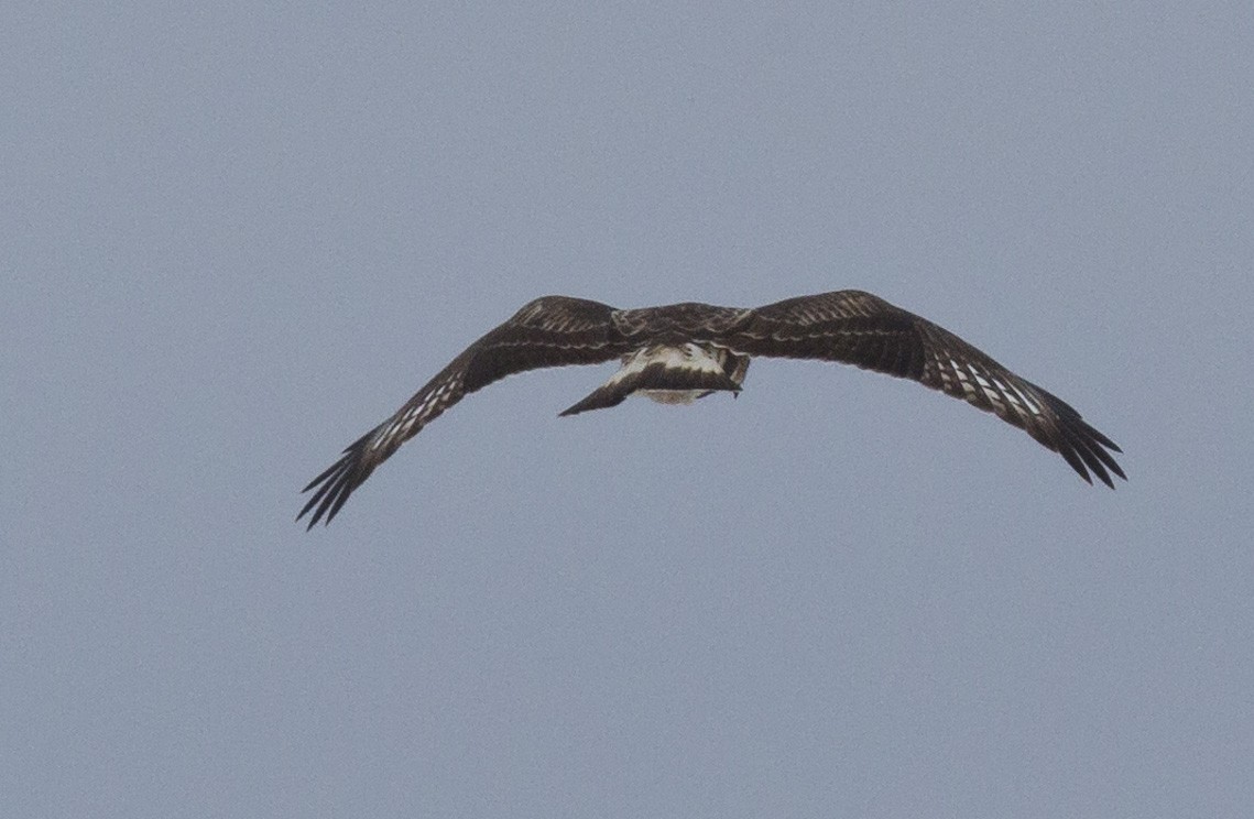 ML401582871 - Rough-legged Hawk - Macaulay Library