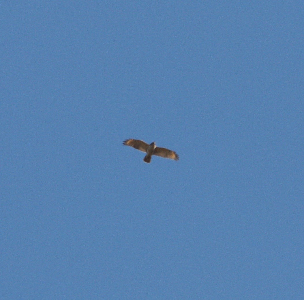 eBird Checklist - 17 Nov 2016 - Kiptopeke SP--Hawk Platform - 37 species