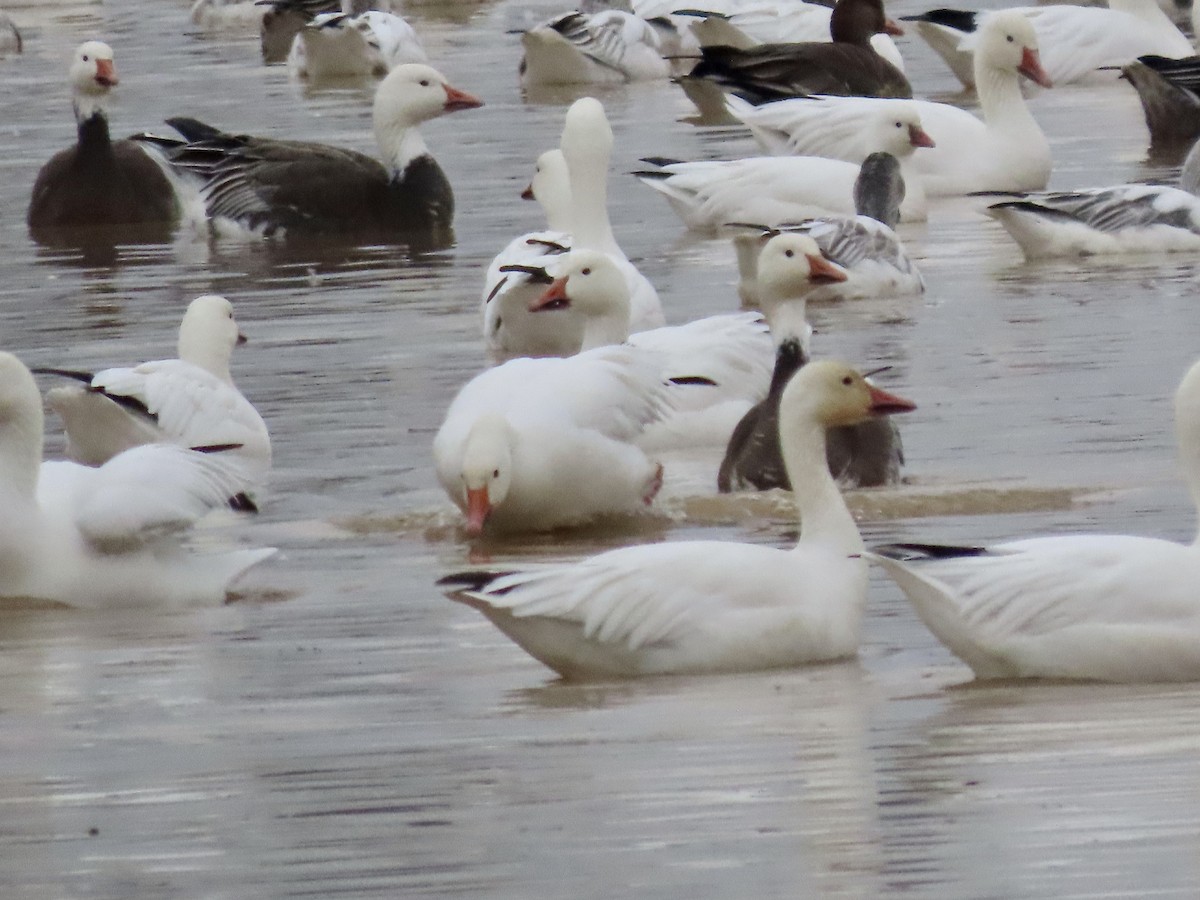 eBird Checklist - 3 Jan 2022 - Tennessee NWR--Duck River Unit--Refuge ...