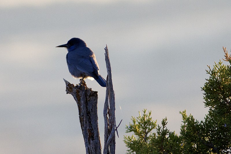 eBird Checklist - 8 Nov 2016 - Harley's Dome View Area - 5 species (+3 ...