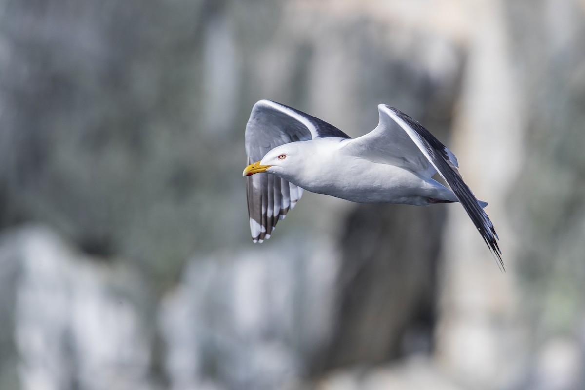 ML403230141 - Slaty-backed Gull - Macaulay Library