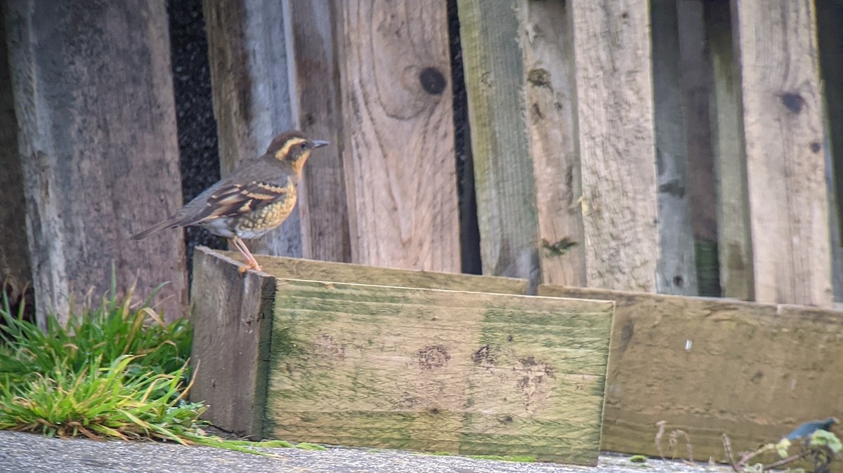 eBird Checklist - 29 Oct 2021 - Papa Westray - 16 species