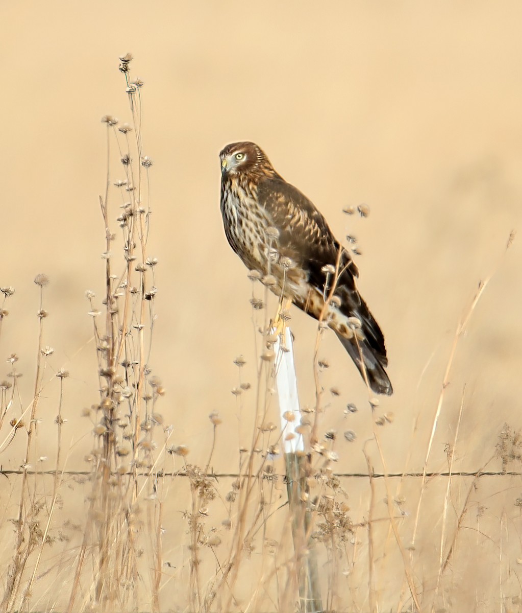 eBird Checklist - 8 Jan 2022 - Shoemaker Island Rd - 10 species