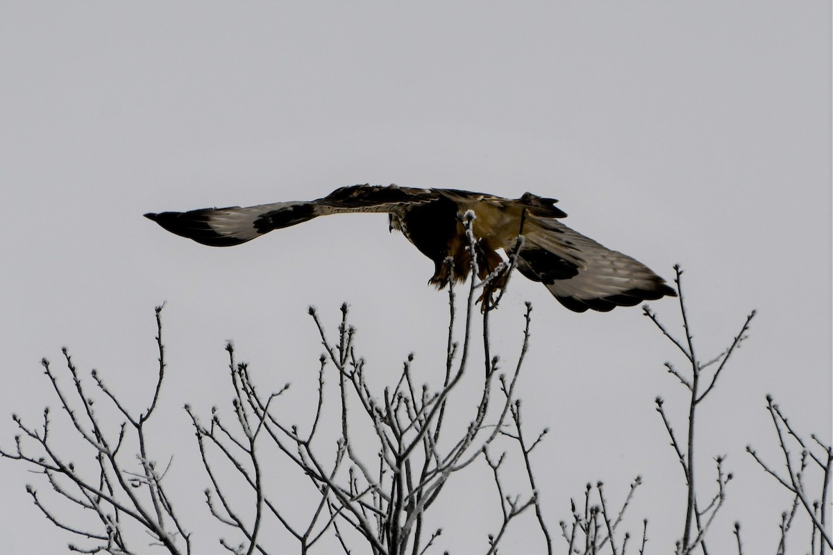ML403923411 - Rough-legged Hawk - Macaulay Library