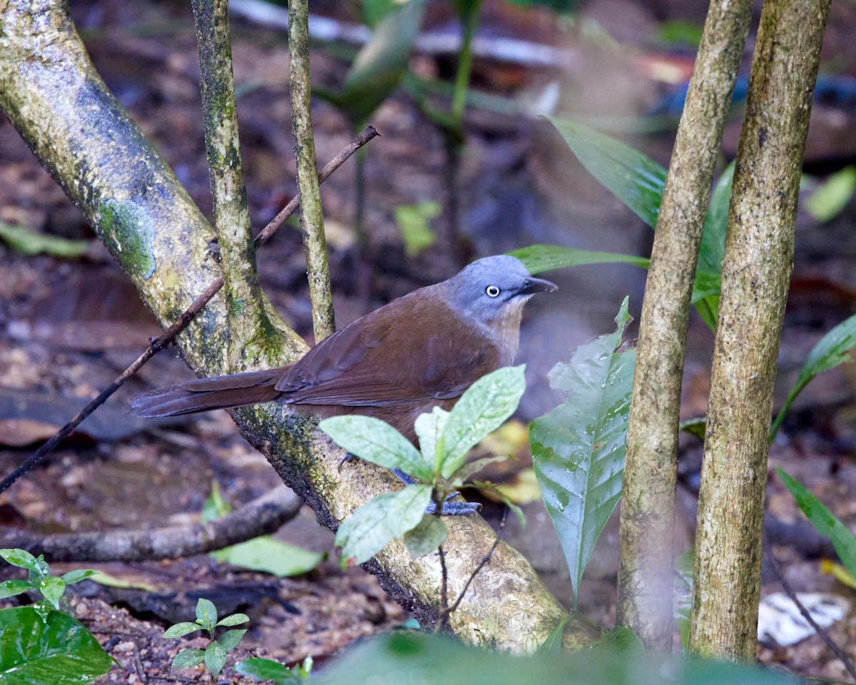 ML404015631 - Ashy-headed Laughingthrush - Macaulay Library