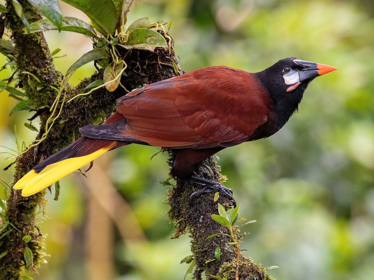 Montezuma Oropendola - Psarocolius montezuma - Birds of the World