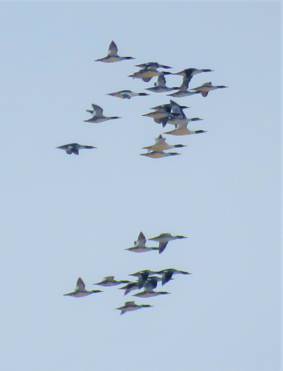 eBird Checklist - 5 Jan 2022 - Parkfield Lake Park - 26 species