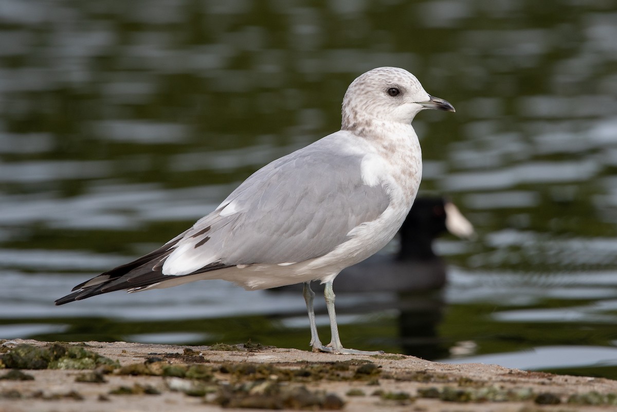 ML404594191 - Short-billed Gull - Macaulay Library