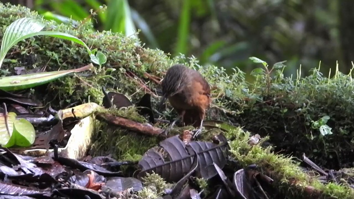 ML404805071 - Streak-capped Treehunter - Macaulay Library