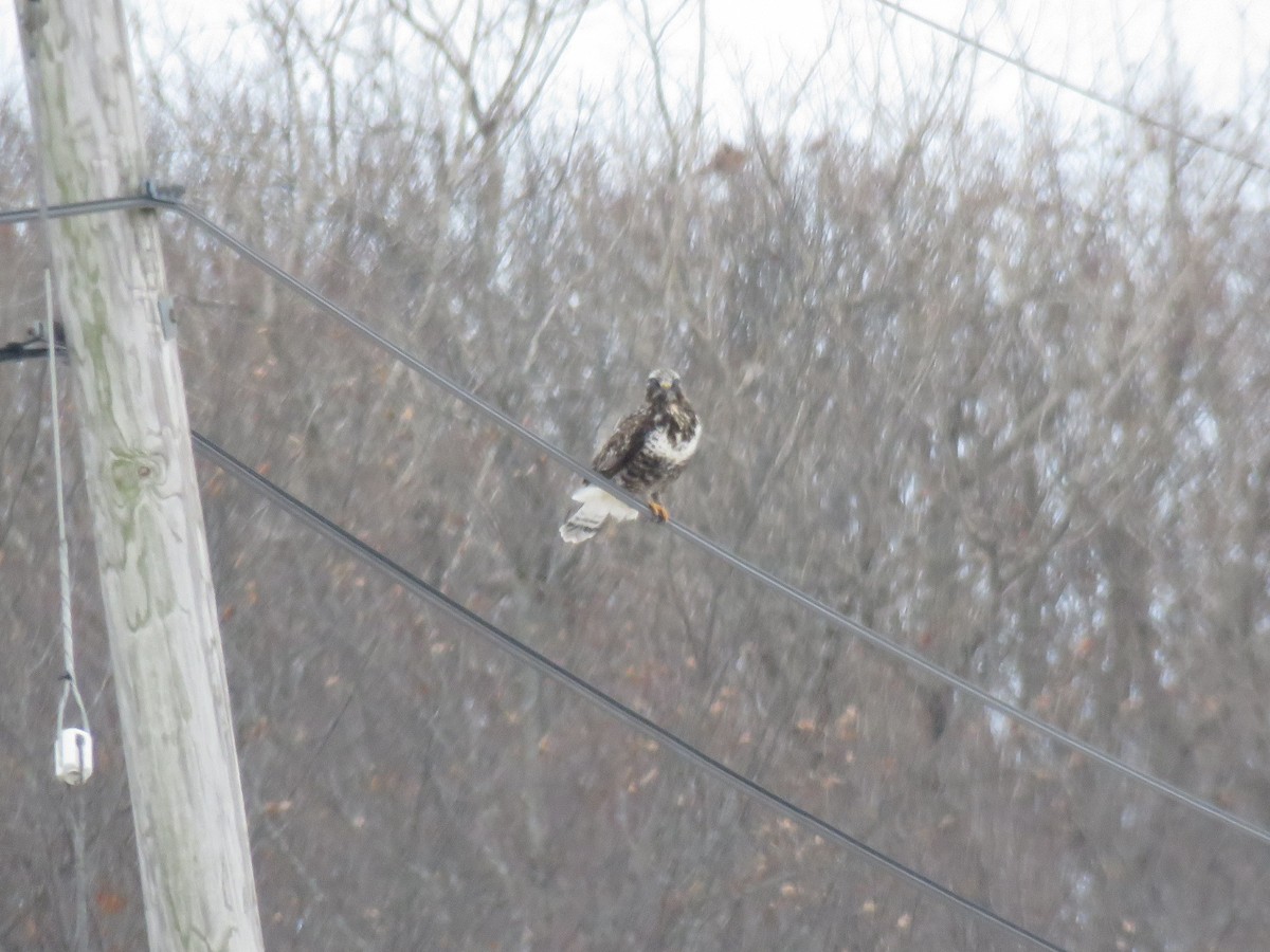 ML405100771 - Rough-legged Hawk - Macaulay Library
