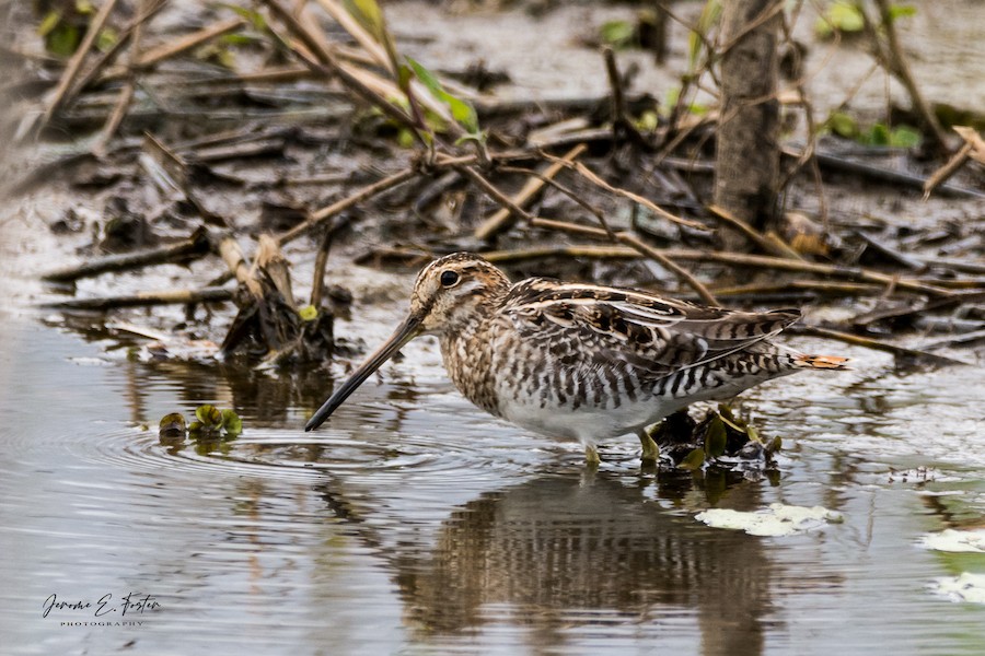Wilson's/Pantanal Snipe - eBird