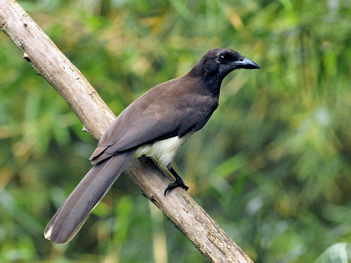 Brown Jay - Cyanocorax morio - Birds of the World