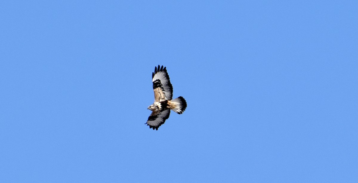 ML405418421 - Rough-legged Hawk - Macaulay Library