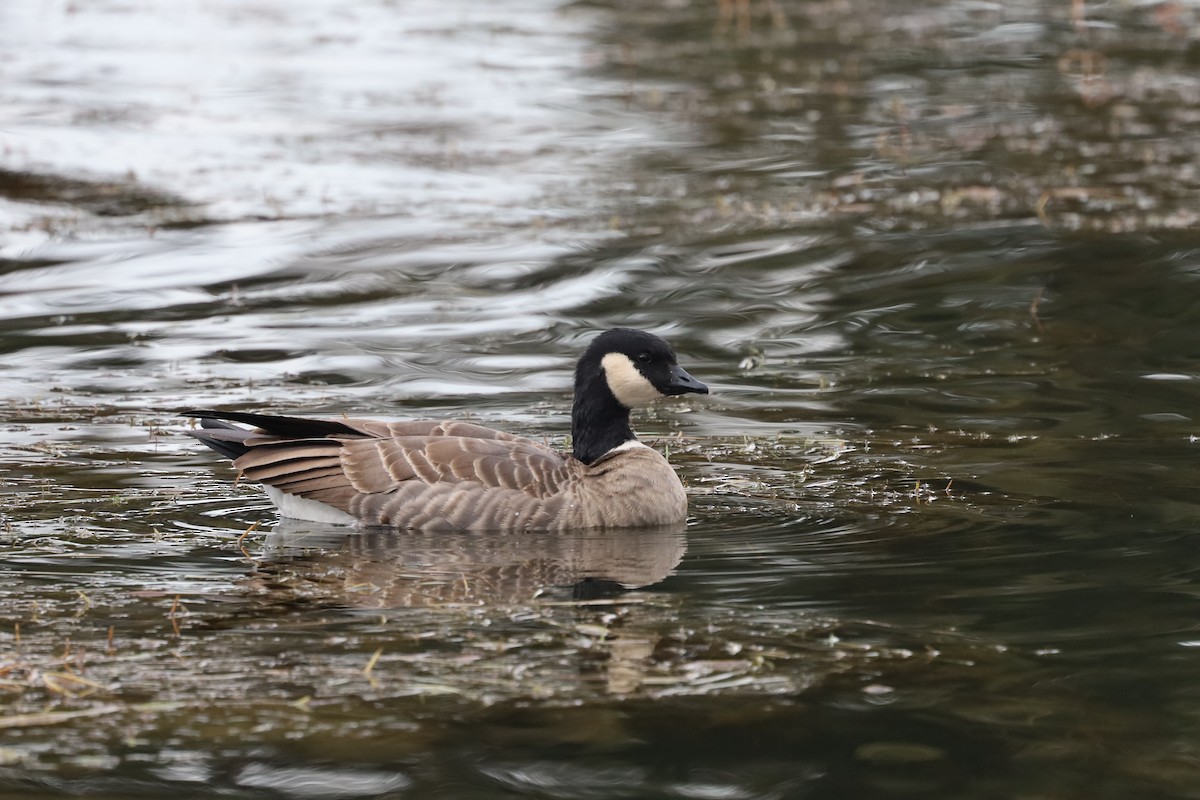 eBird Checklist - 13 Jan 2022 - Hart Park (KER Co.) - 11 species