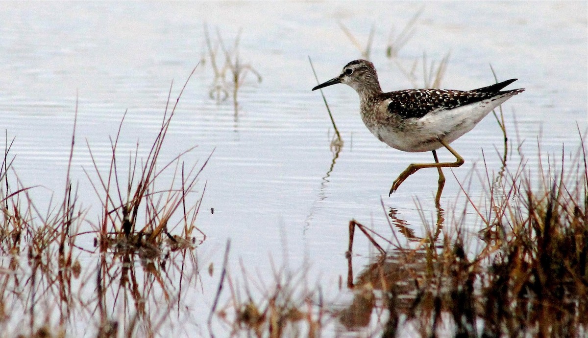 eBird Checklist - 15 Oct 2012 - Marsh Meadows Preserve - 1 species