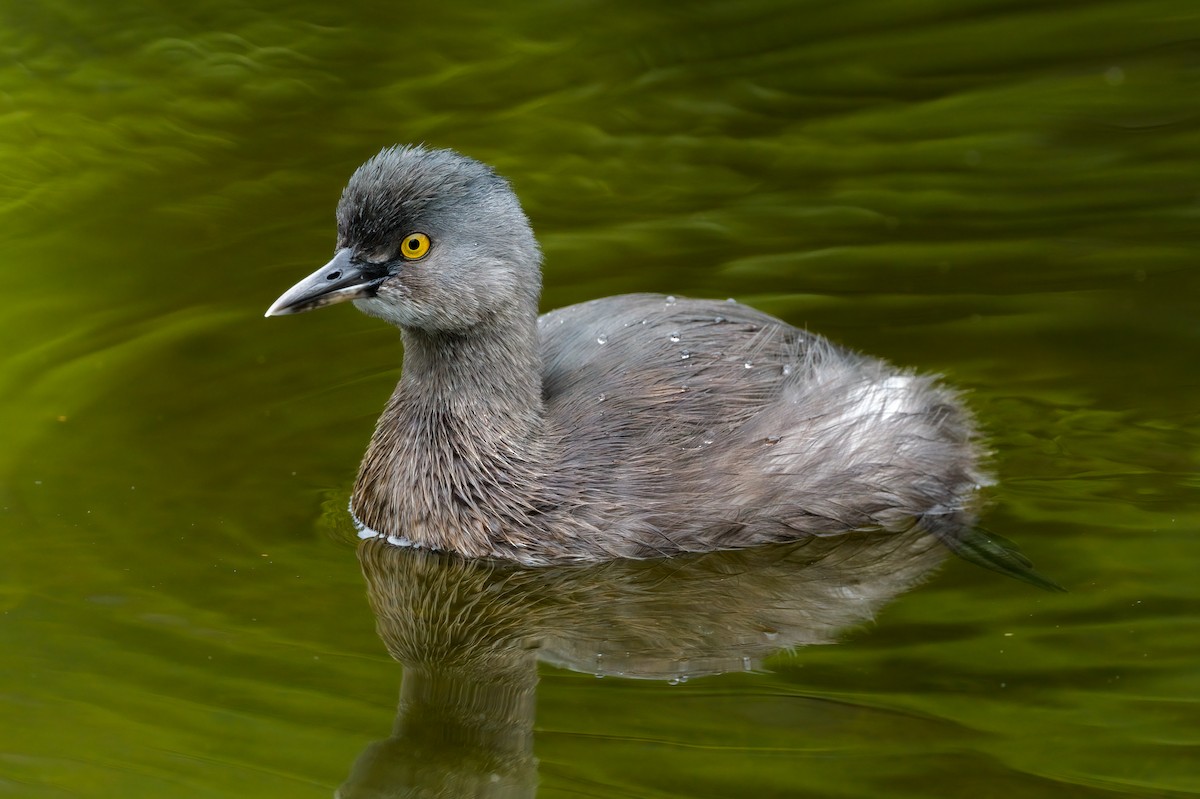 ML405838591 - Least Grebe - Macaulay Library