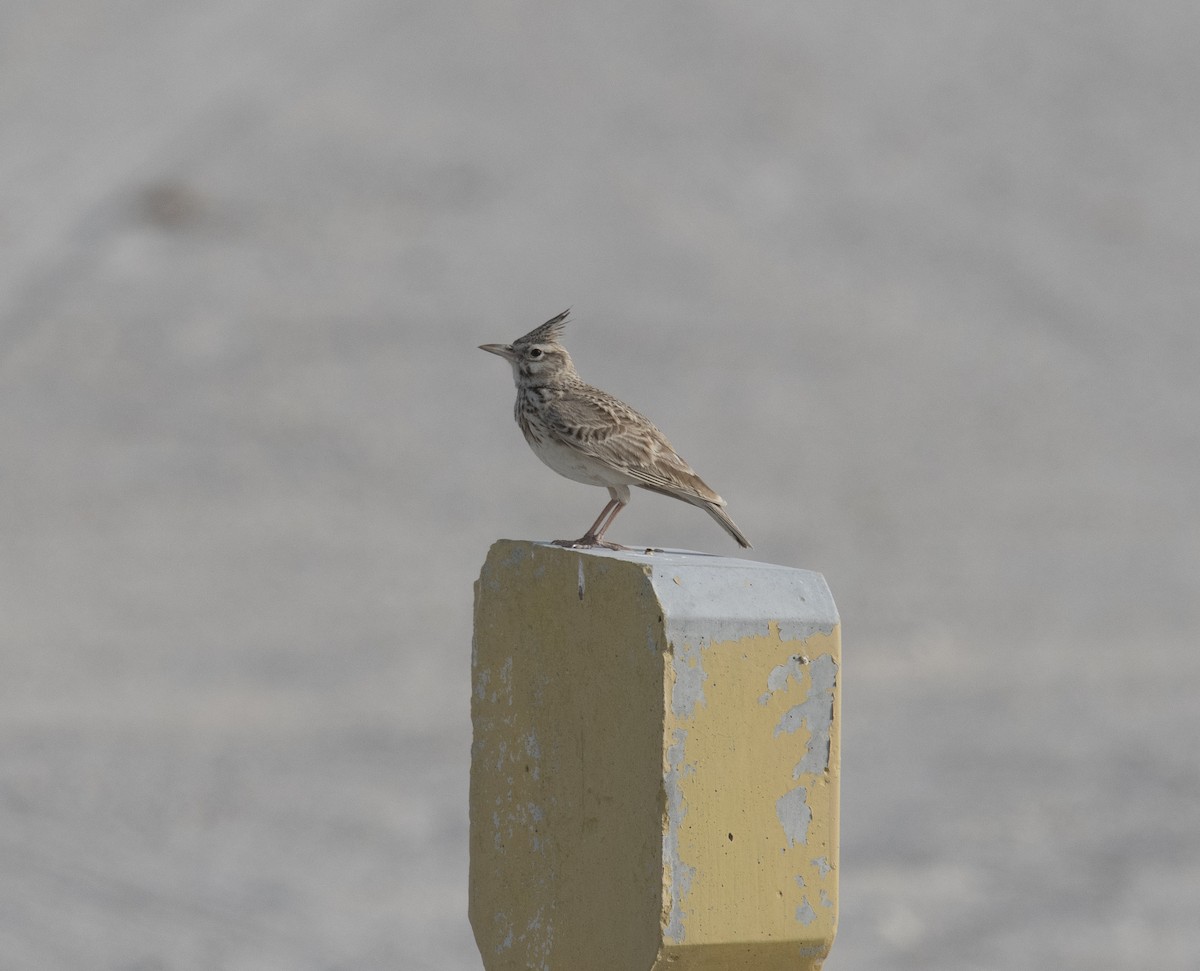 ML405917241 - Crested Lark - Macaulay Library