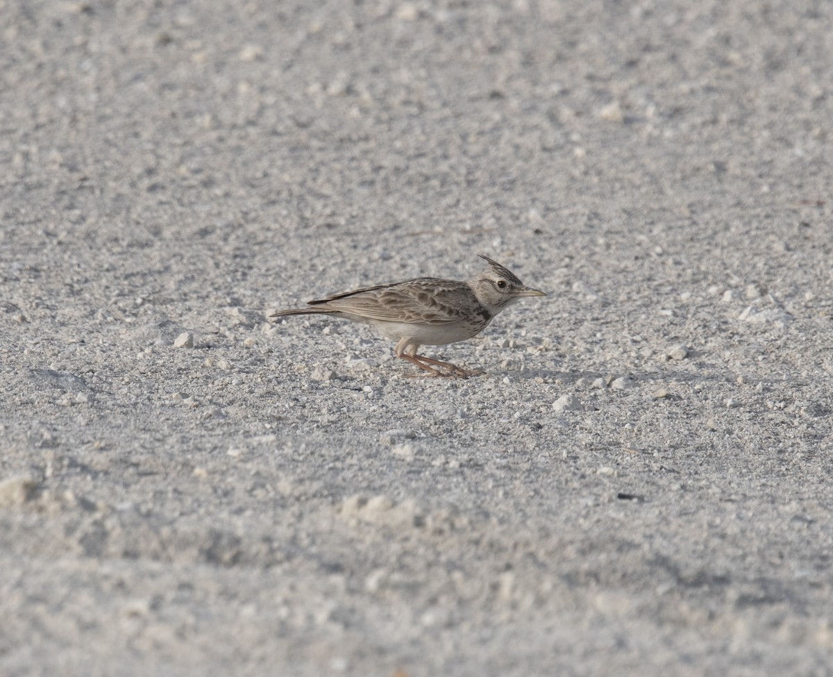 ML405917261 - Crested Lark - Macaulay Library
