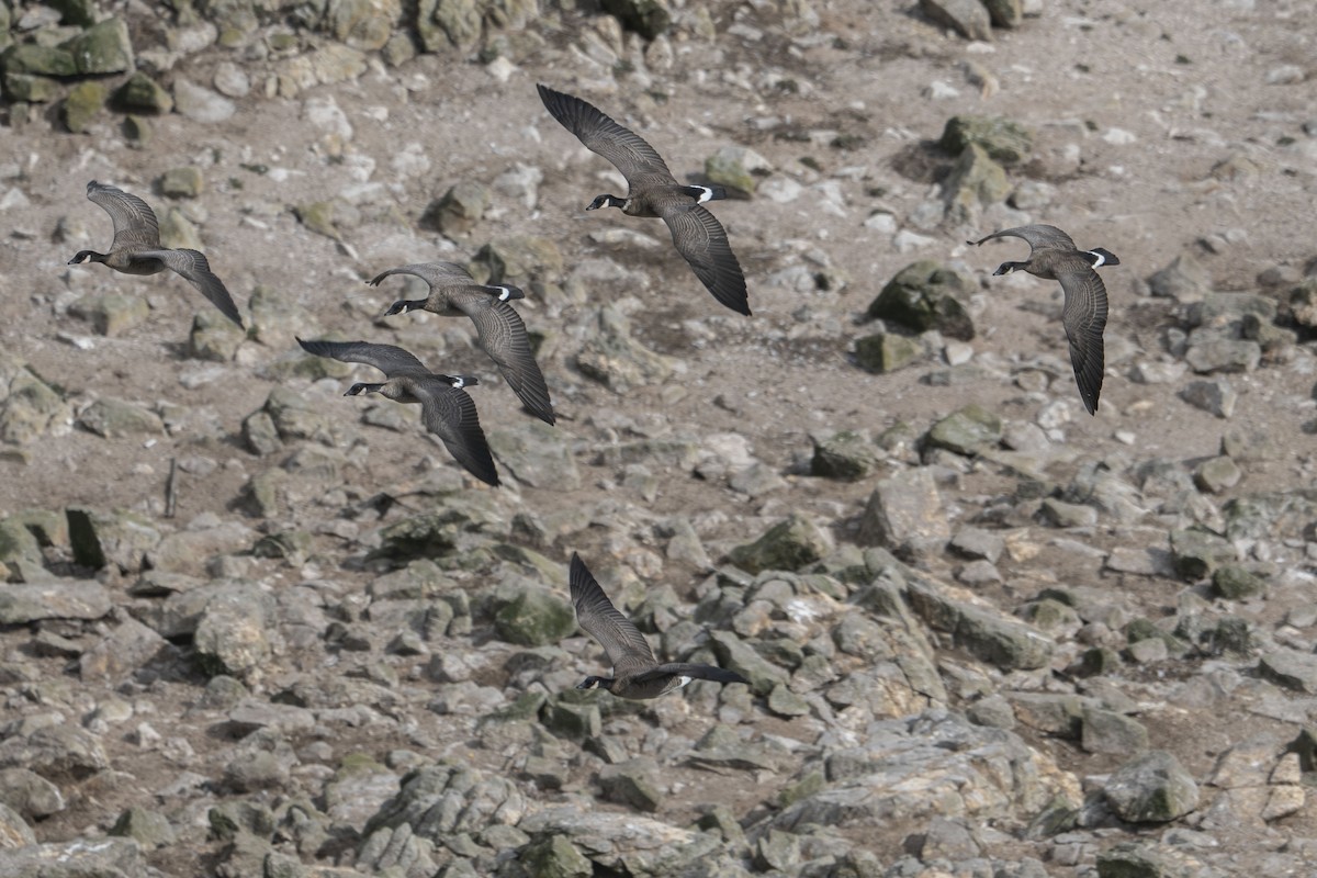 eBird Checklist - 6 Oct 2021 - Southeast Farallon Island (Farallon ...