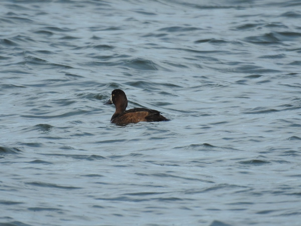 eBird Checklist - 16 Jan 2022 - Tokeland--marina - 17 species (+1 other ...