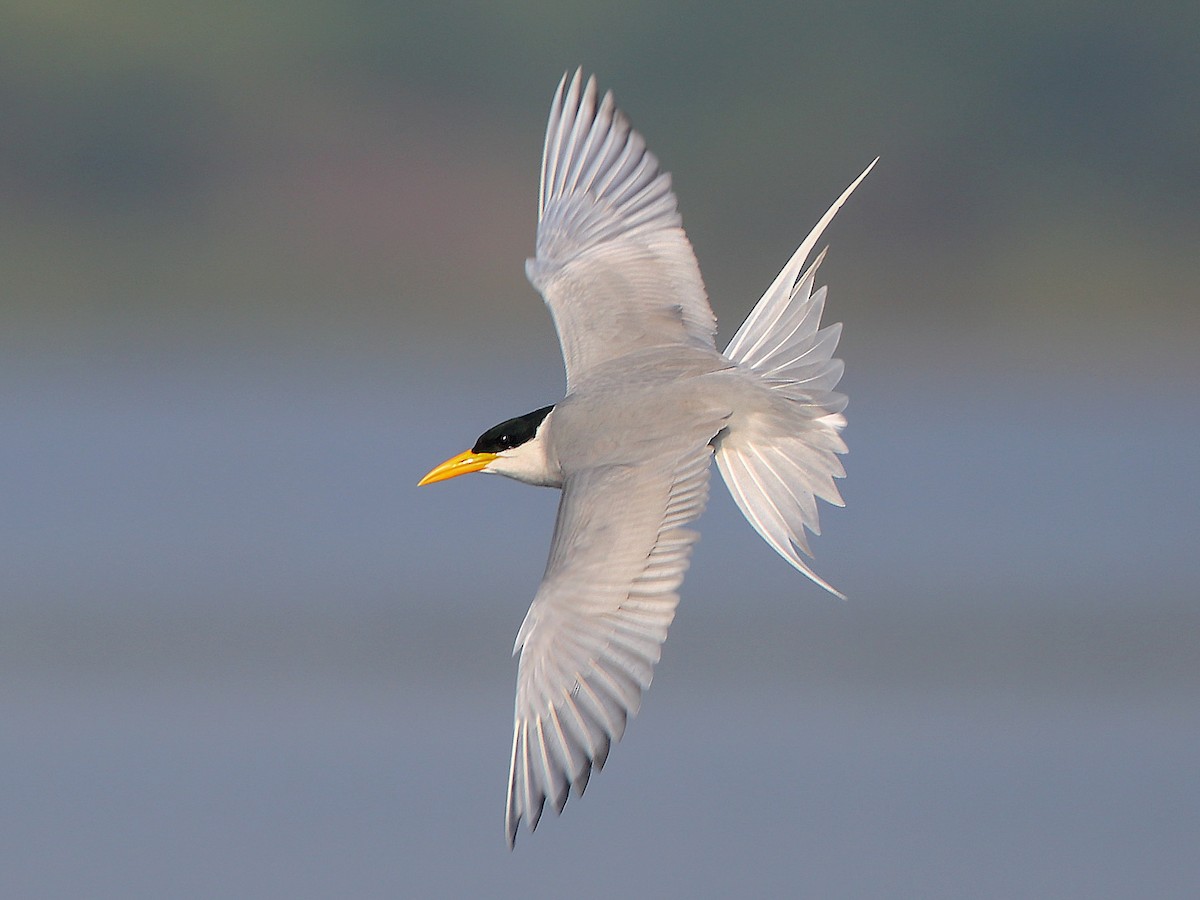 River Tern - Sterna aurantia - Birds of the World