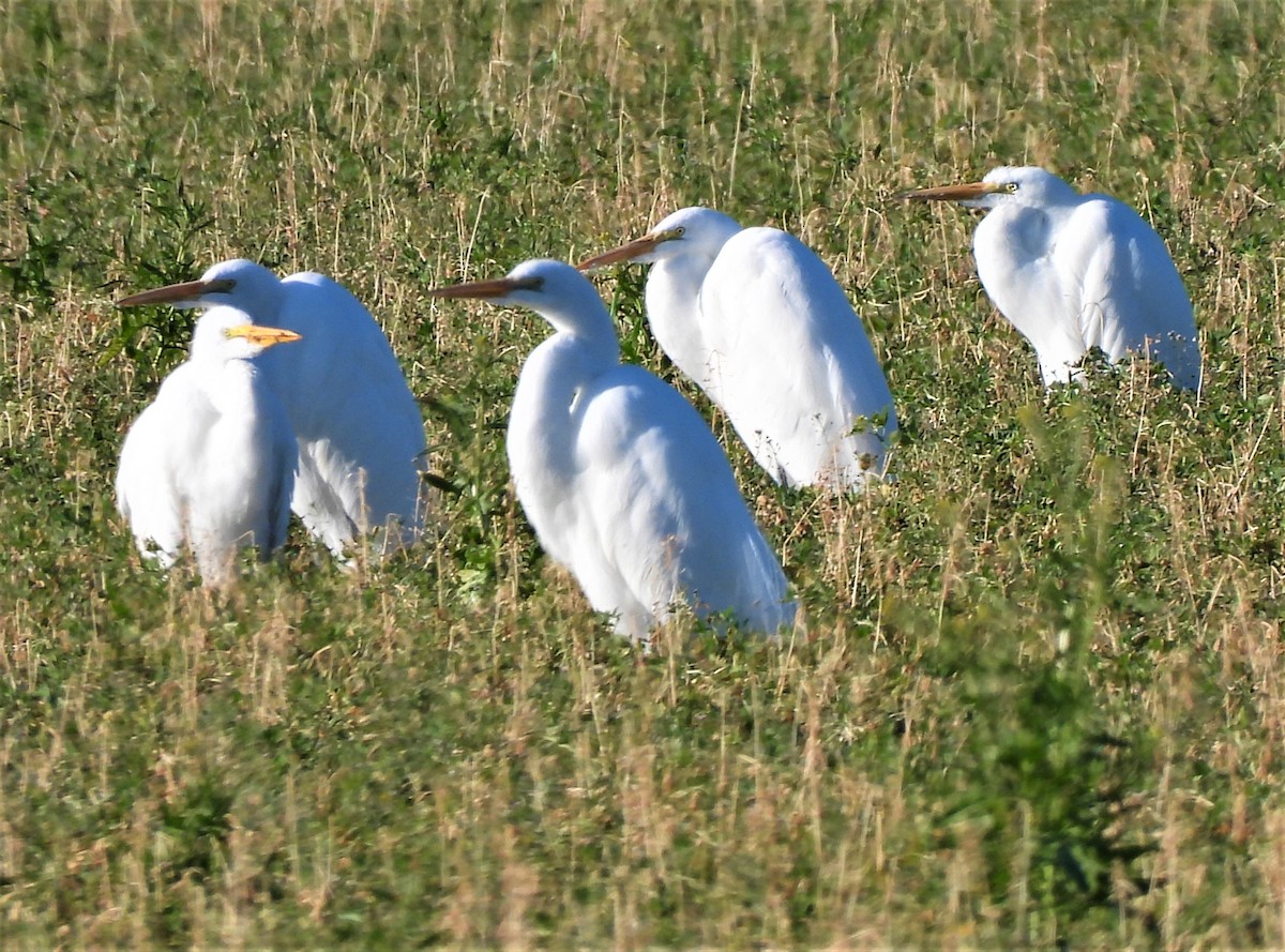 eBird Checklist - 19 Jan 2022 - CRIP Main Canal, Parker - 30 species ...