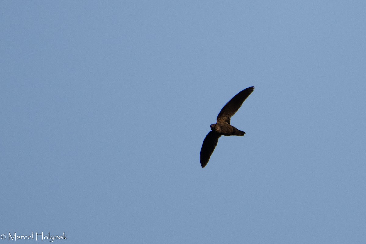 ML407787211 - Black Spinetail - Macaulay Library