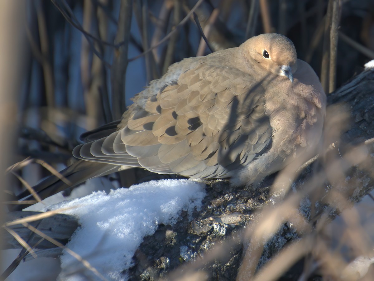 eBird Checklist - 8 Jan 2022 - Rang des Trente, Saint-Basile-le-Grand ...