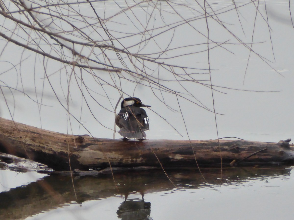 eBird Checklist - 24 Nov 2016 - Chugnut River Walk - 10 species