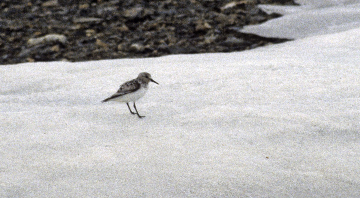 eBird Checklist - 21 Jul 1998 - Kap Morris Jesup and coastel area 10km ...