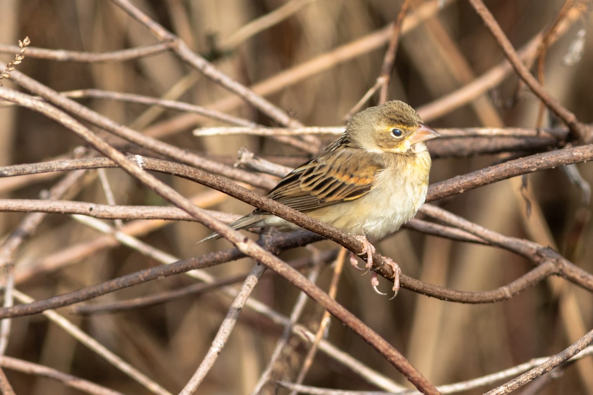 eBird Checklist - 21 Jan 2022 - Spruce Run Recreation Area - 27 species ...