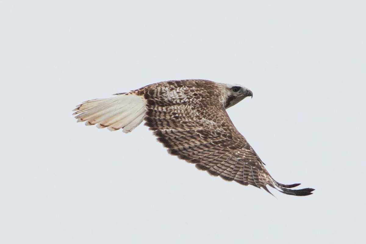ML40819541 - Red-tailed Hawk (Krider's) - Macaulay Library