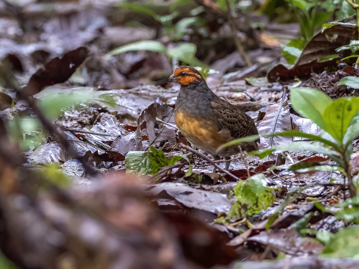ML408234081 - Tawny-faced Quail - Macaulay Library