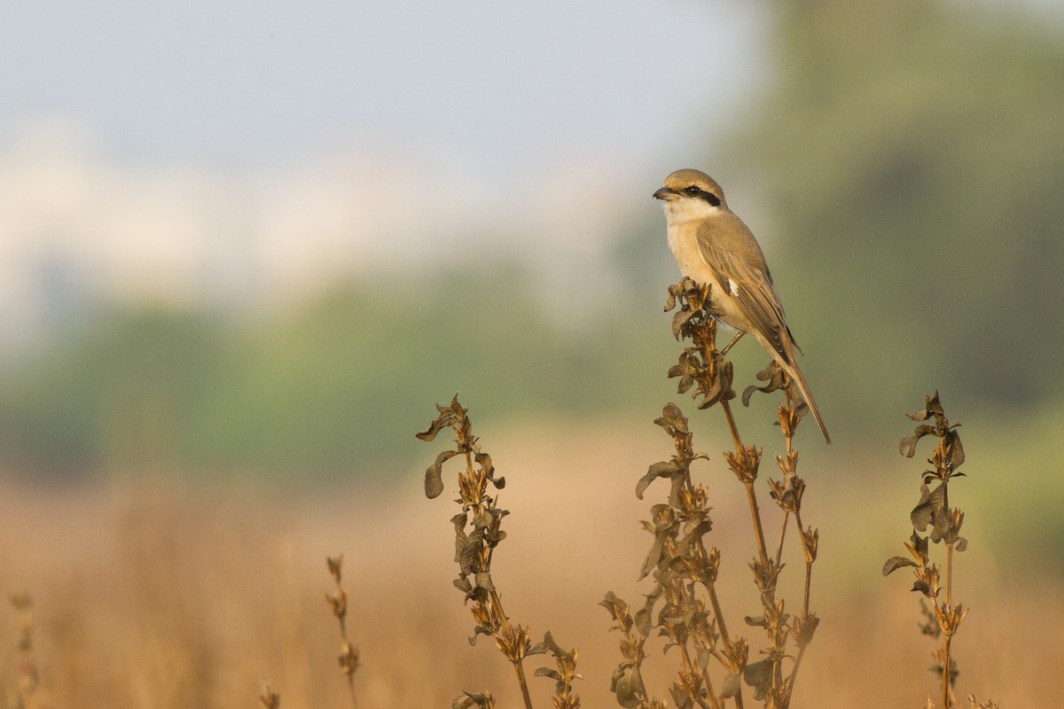 ML408294621 - Isabelline Shrike - Macaulay Library