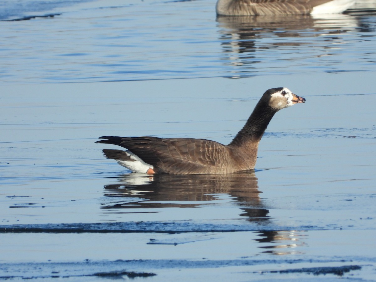 ML408507641 - Greater White-fronted x Cackling Goose (hybrid ...