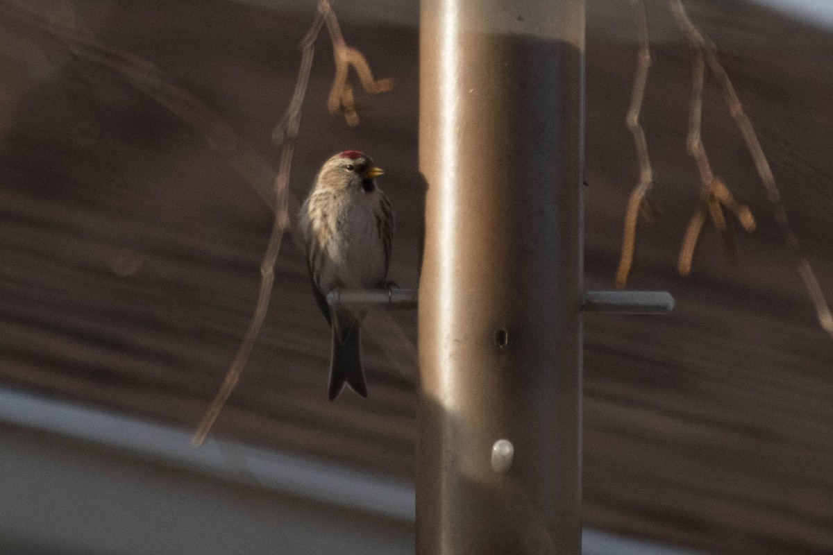 eBird Checklist - 25 Jan 2022 - Redpoll Stakeout - 11 species