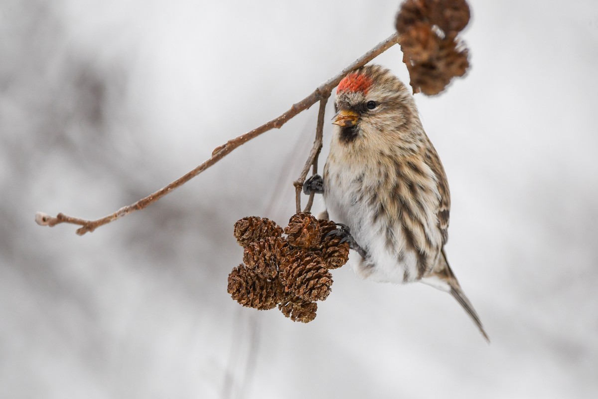 ML409749641 - Redpoll (Common) - Macaulay Library