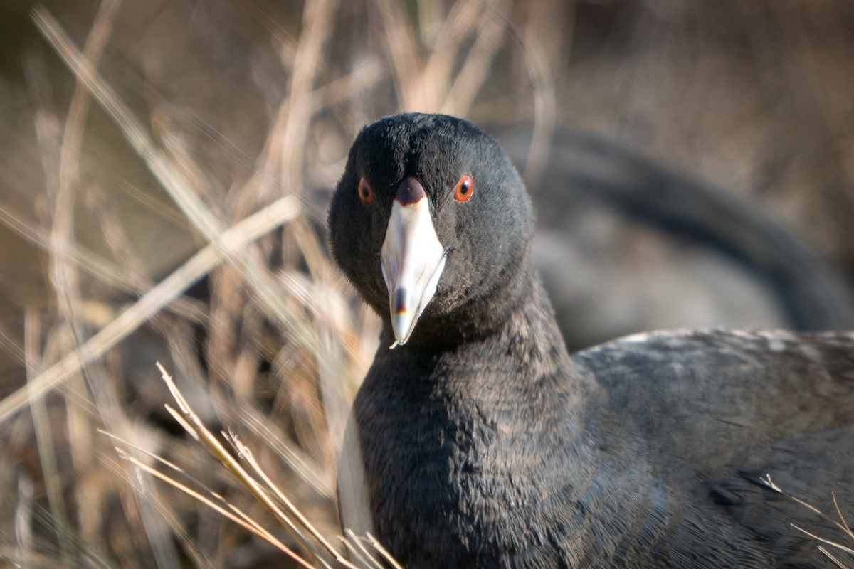 ML409764331 - American Coot (Red-shielded) - Macaulay Library