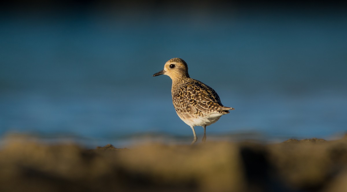 eBird Checklist - 28 Jan 2022 - Pinatang Park - 15 species