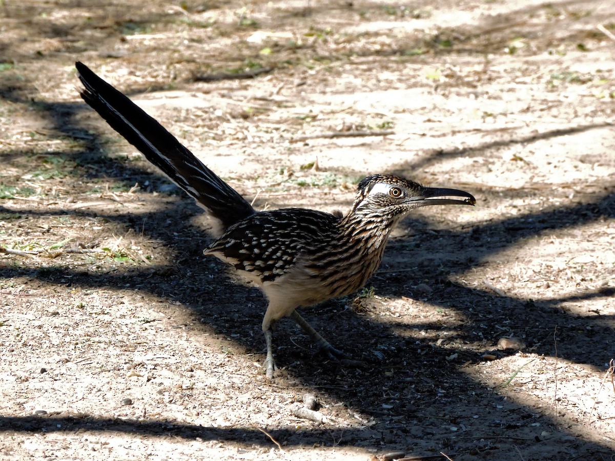 eBird Checklist - 10 Feb 2016 - Salineño Wildlife Preserve (LTC 080 ...