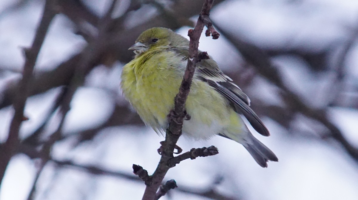 eBird Checklist - 28 Jan 2022 - 407 Edward st. - 5 species