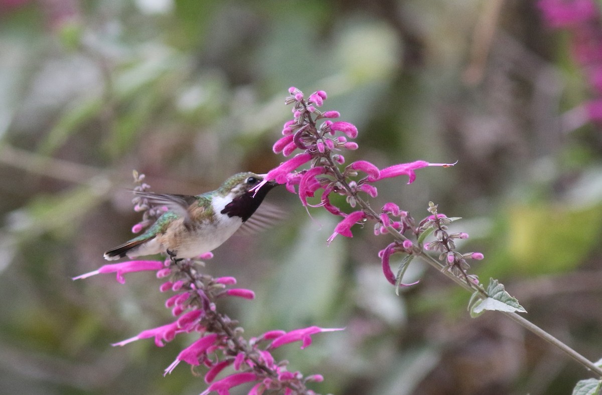 ML410639511 - Bumblebee Hummingbird - Macaulay Library